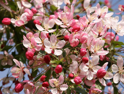 Il giardino delle Naiadi: MELO DA FIORE, UN'ATTRATTIVA PER OGNI STAGIONE