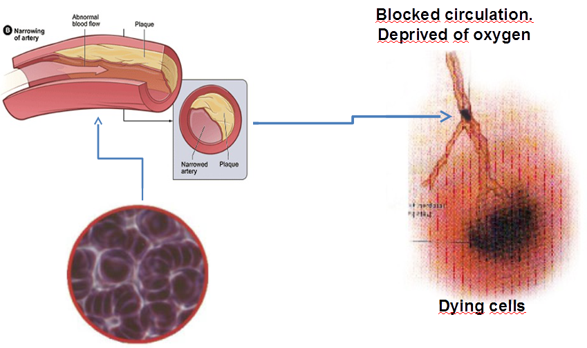 Holistic Ganotherapy