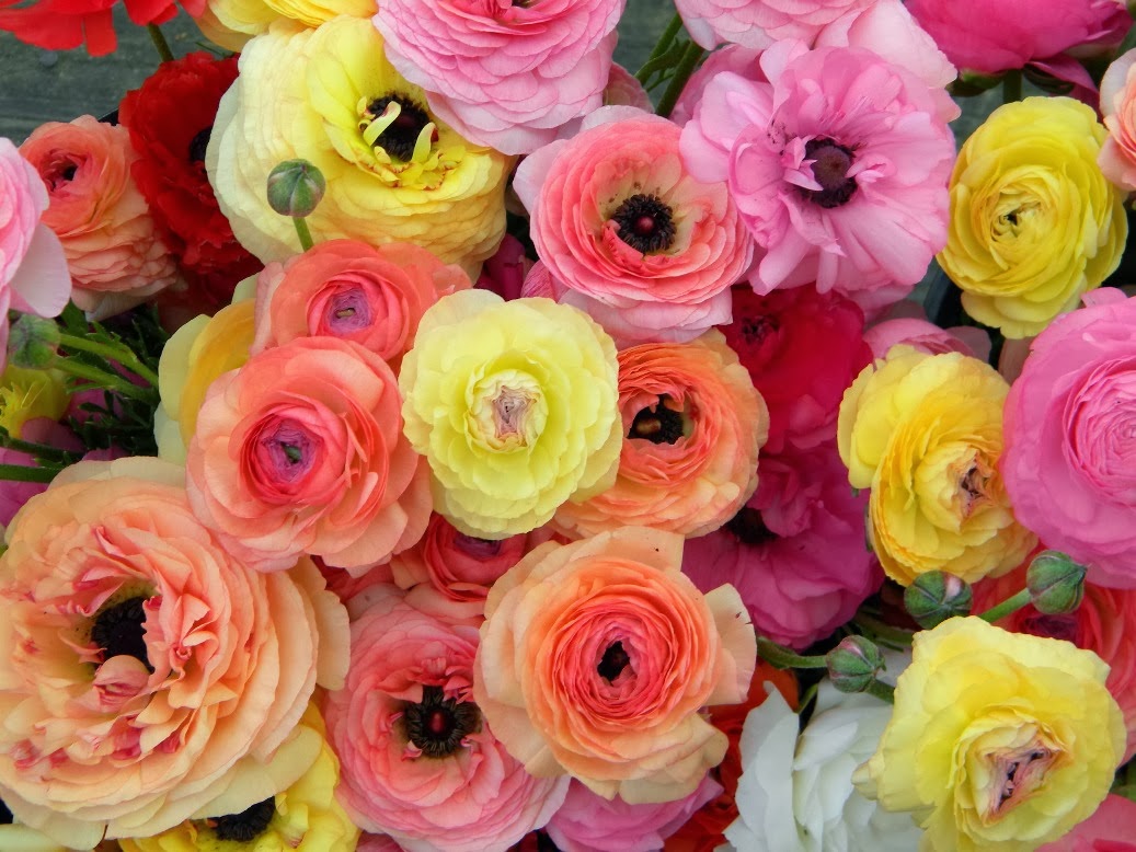 Wedding Flowers from Springwell: Growing Ranunculus in Dreamy Colors ...