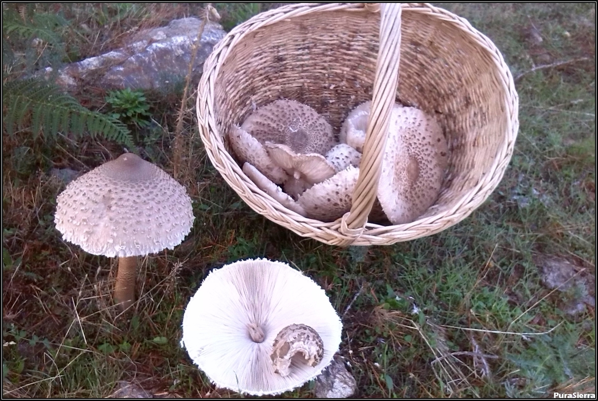 PuraSierra: Todo sobre la Macrolepiota procera, la seta fronteriza