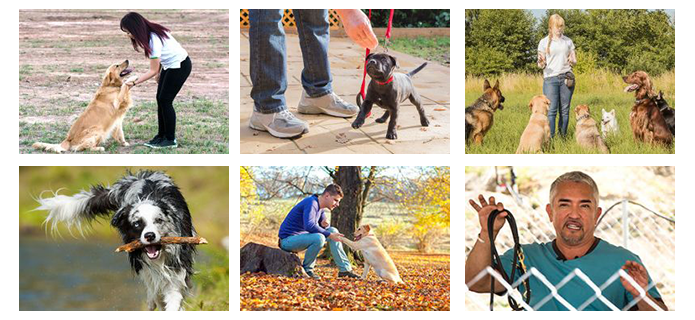 Dog Training Near Me 97 tips