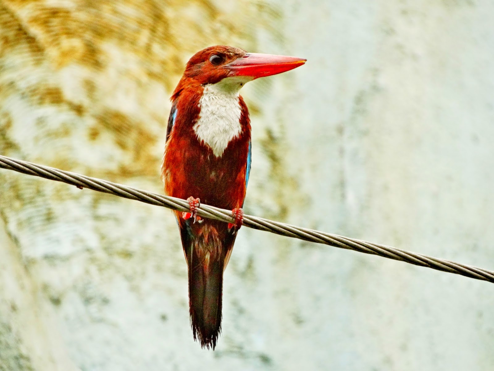 Birds around us: Birds around us - 2nd set