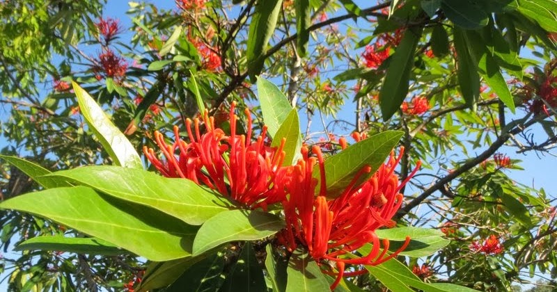 Flushed with Rosy Colour: Queensland Waratah