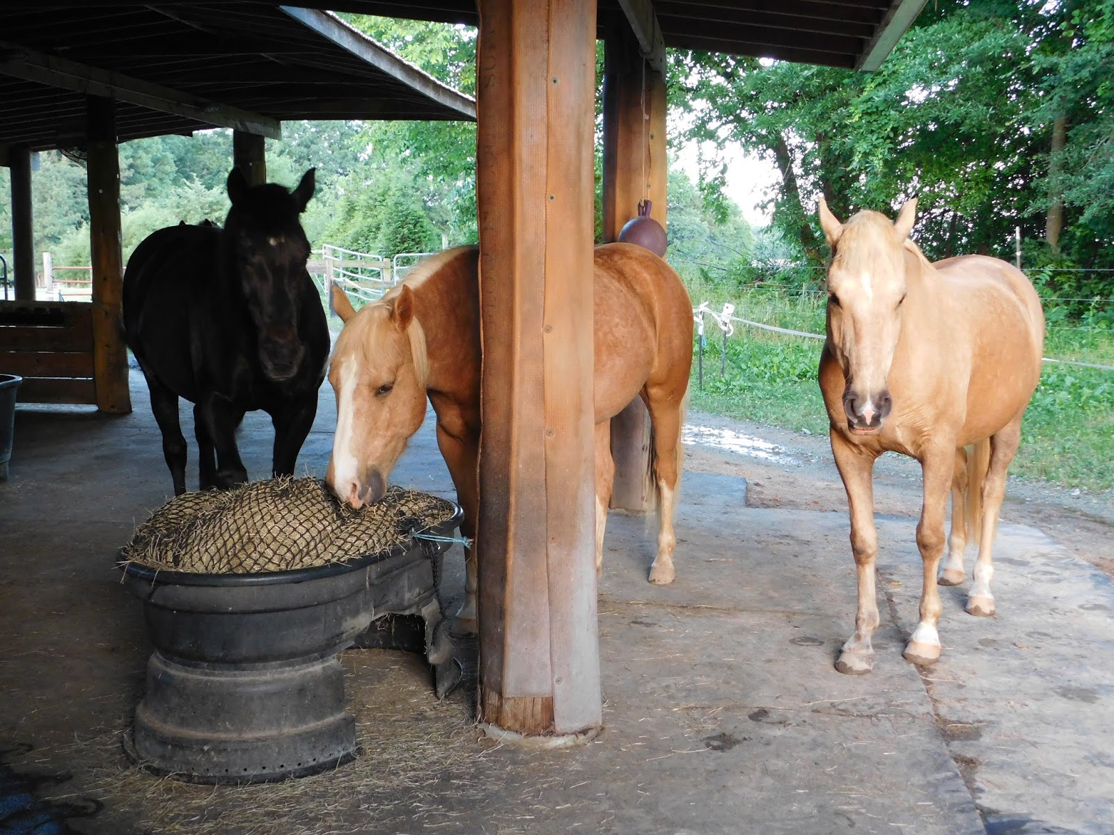 NC Horse Blog: Horse Pasture Planning & Design