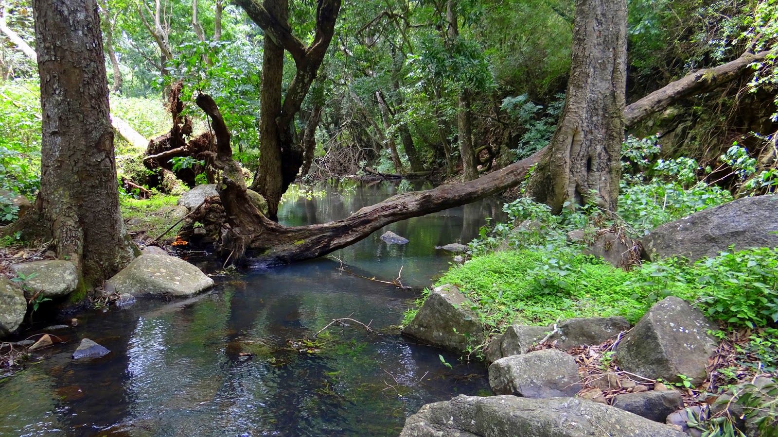 Sathyamangalam Tiger Reserve and Germalam Trek