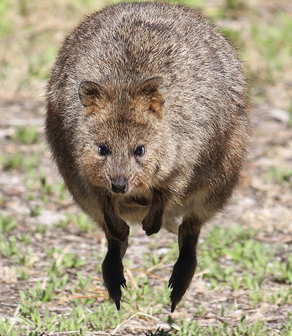 CMC 13-14: Quokka el animal más feliz del mundo