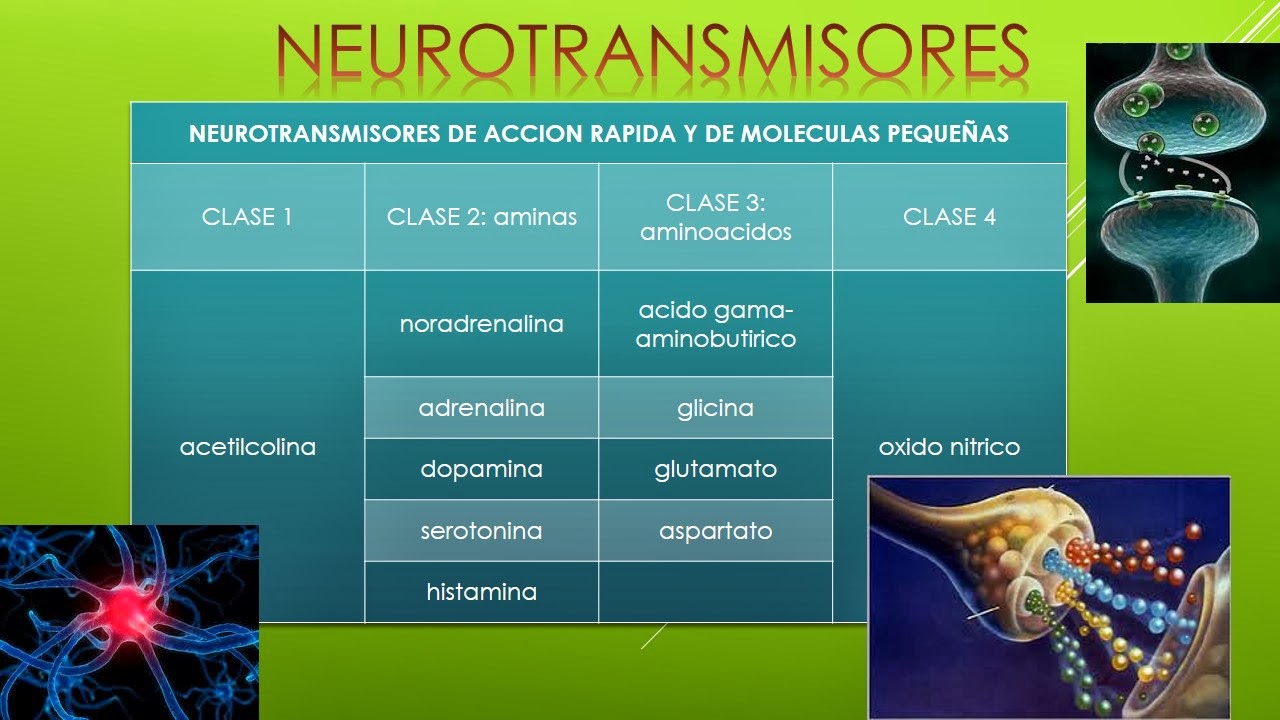 Fisiología Basica de Rafael Oswaldo Pacheco I.: TABLA DE NEUROTRANSMISORES