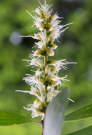 Prima Fleur Botanicals: Prima Fleur Essential Oil: NIAOULI