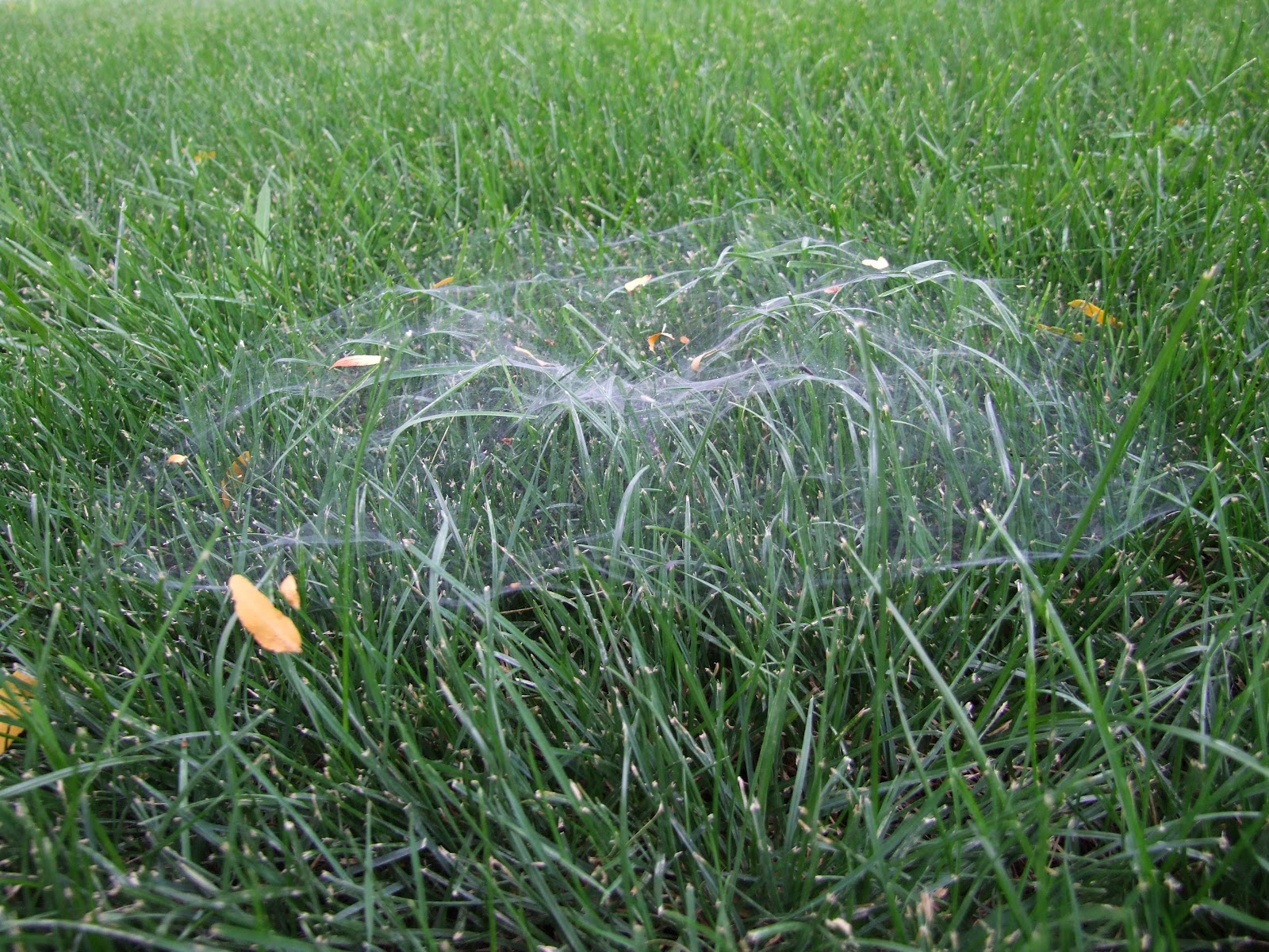 Skunk Tracks: Funnel Weaver Spider (a.k.a. Grass Spider)