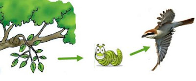 Bagaimana perbedaan rantai makanan pemangsa dengan rantai makanan parasit?