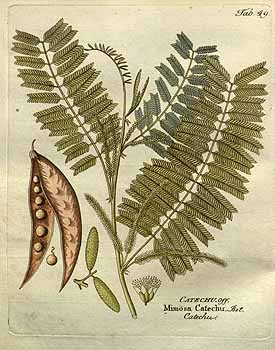 Plantas Medicinais Brasileiras: Cato e Caulophyllum