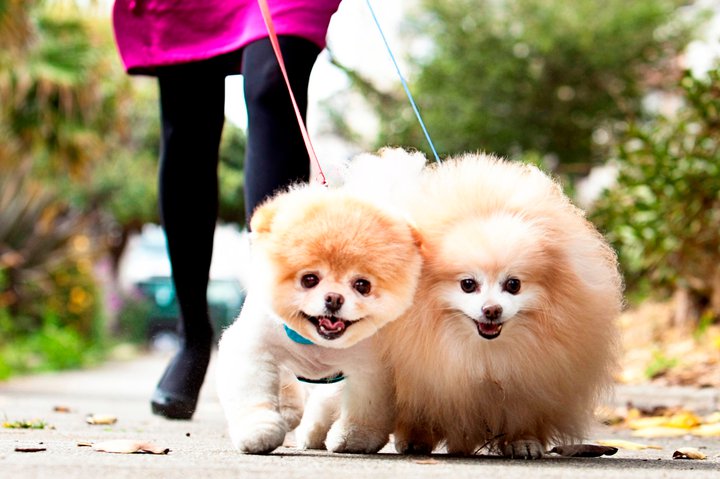 razas de perros: BOO EL PERRO MAS FAMOSO DEL MUNDO