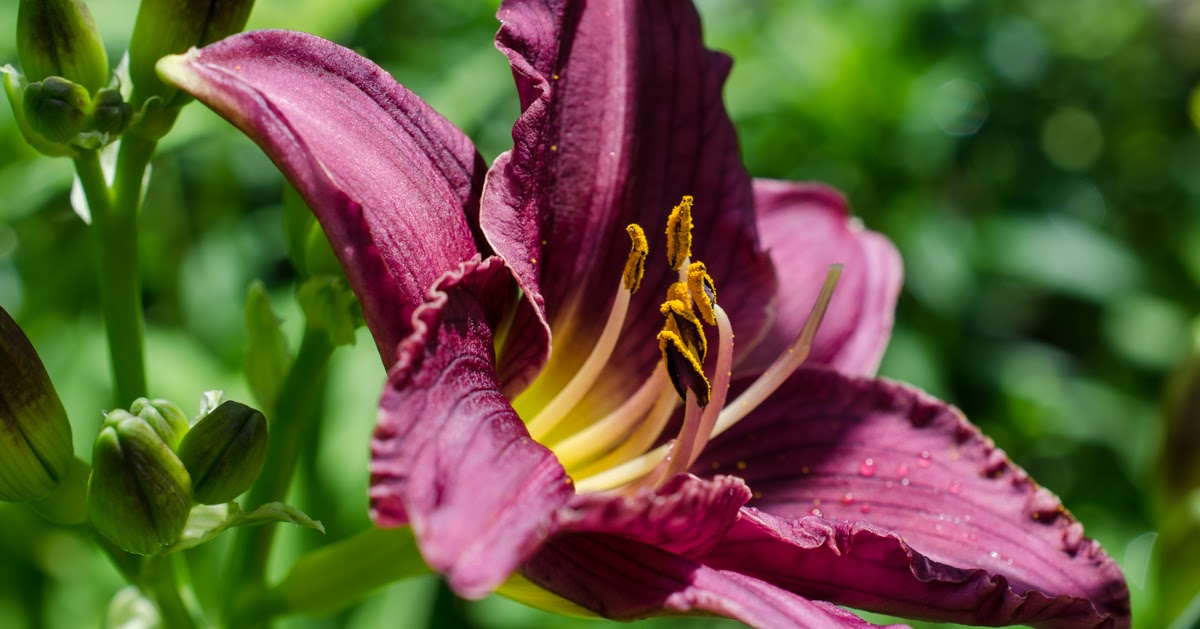 MASLENICE oz. enodnevne lilije - HEMEROCALLIS