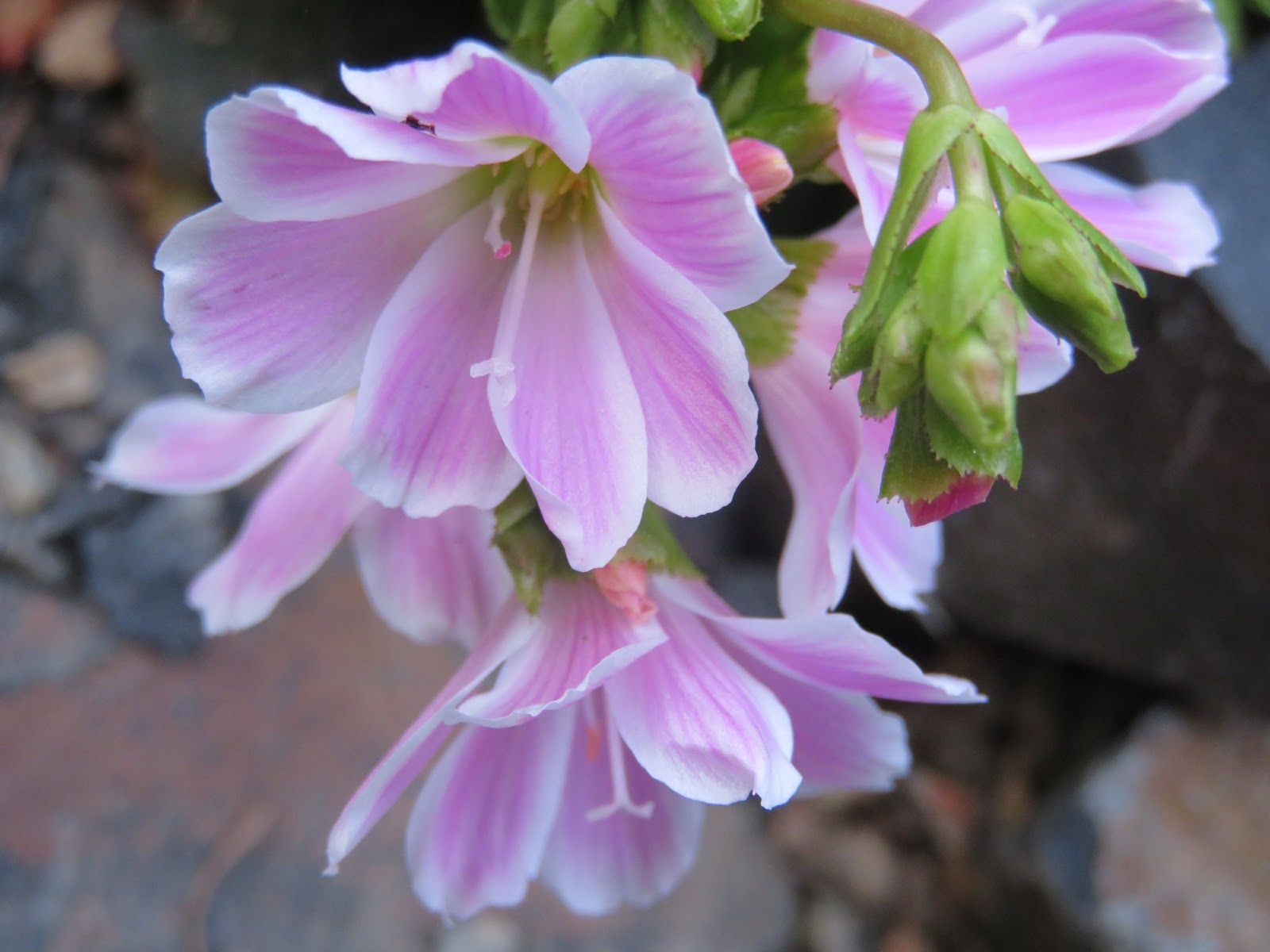 Native Plants of Spring