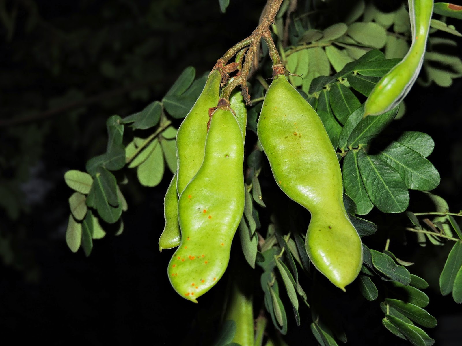 Fabaceae - Leguminosae no Brasil: Libidibia