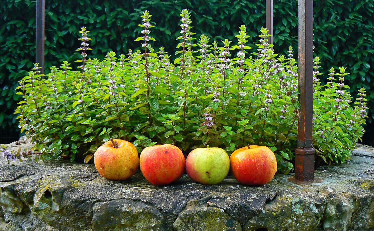 wcs: Apples and mint