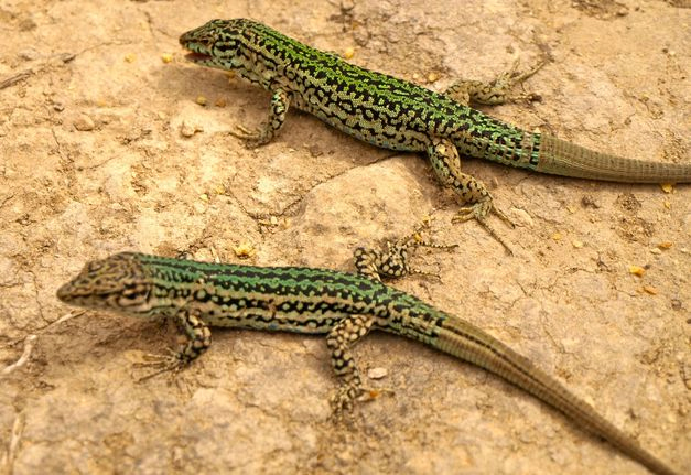 Serpent Research: An introduced snake on Ibiza Island, the Horseshoe ...