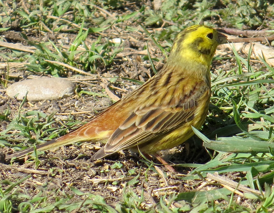Dannysbirds: Yellowhammer