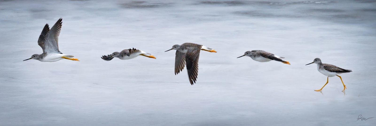 Nature's Realm Wildlife Photography: Solitary Sandpiper