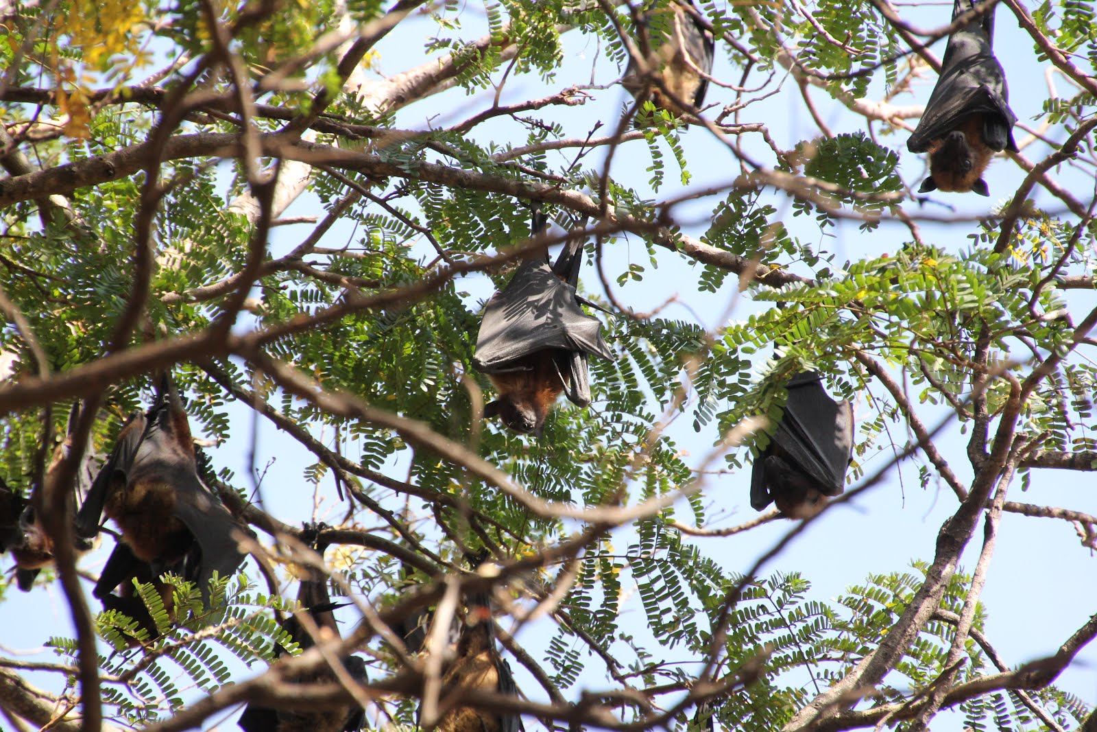 INDIA: Bats....VERY BIG BATS!!!