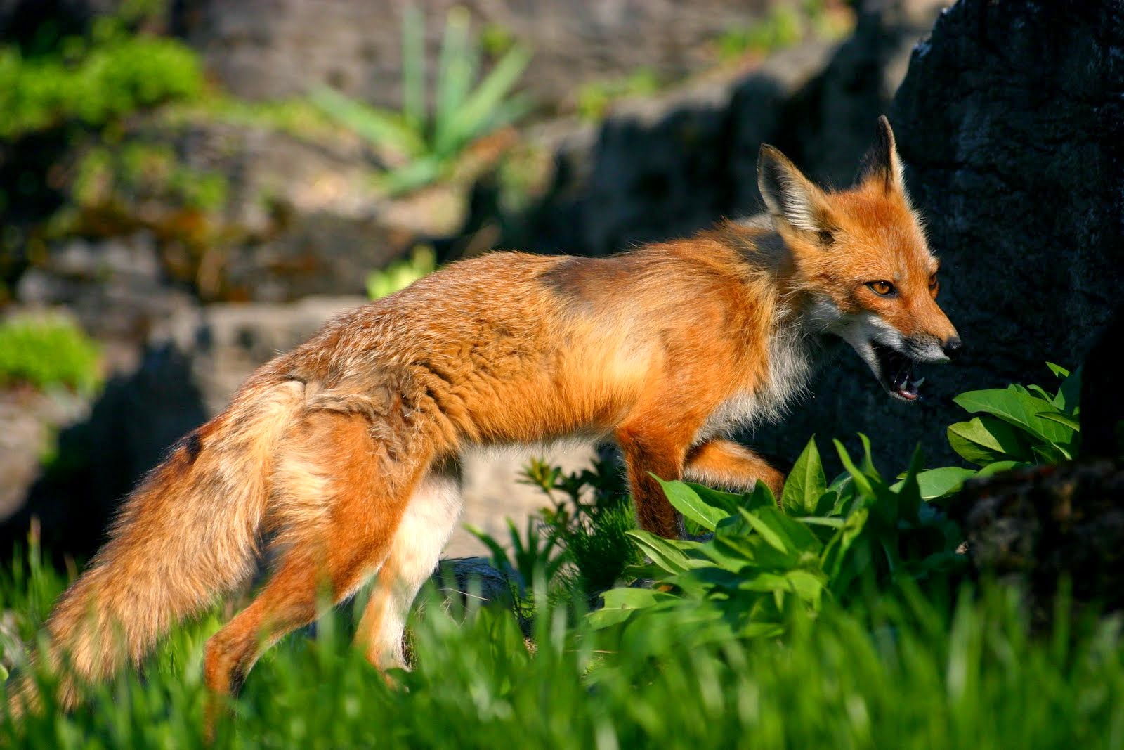 Chemineau: Renards roux en famille
