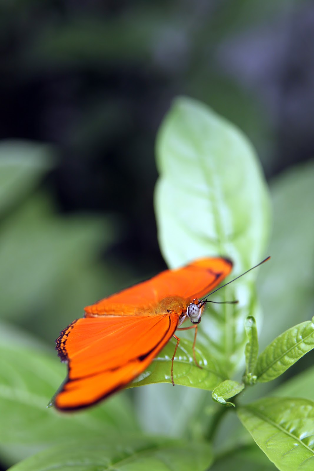 Wildlife and Landscapes: Exotic Butterflies