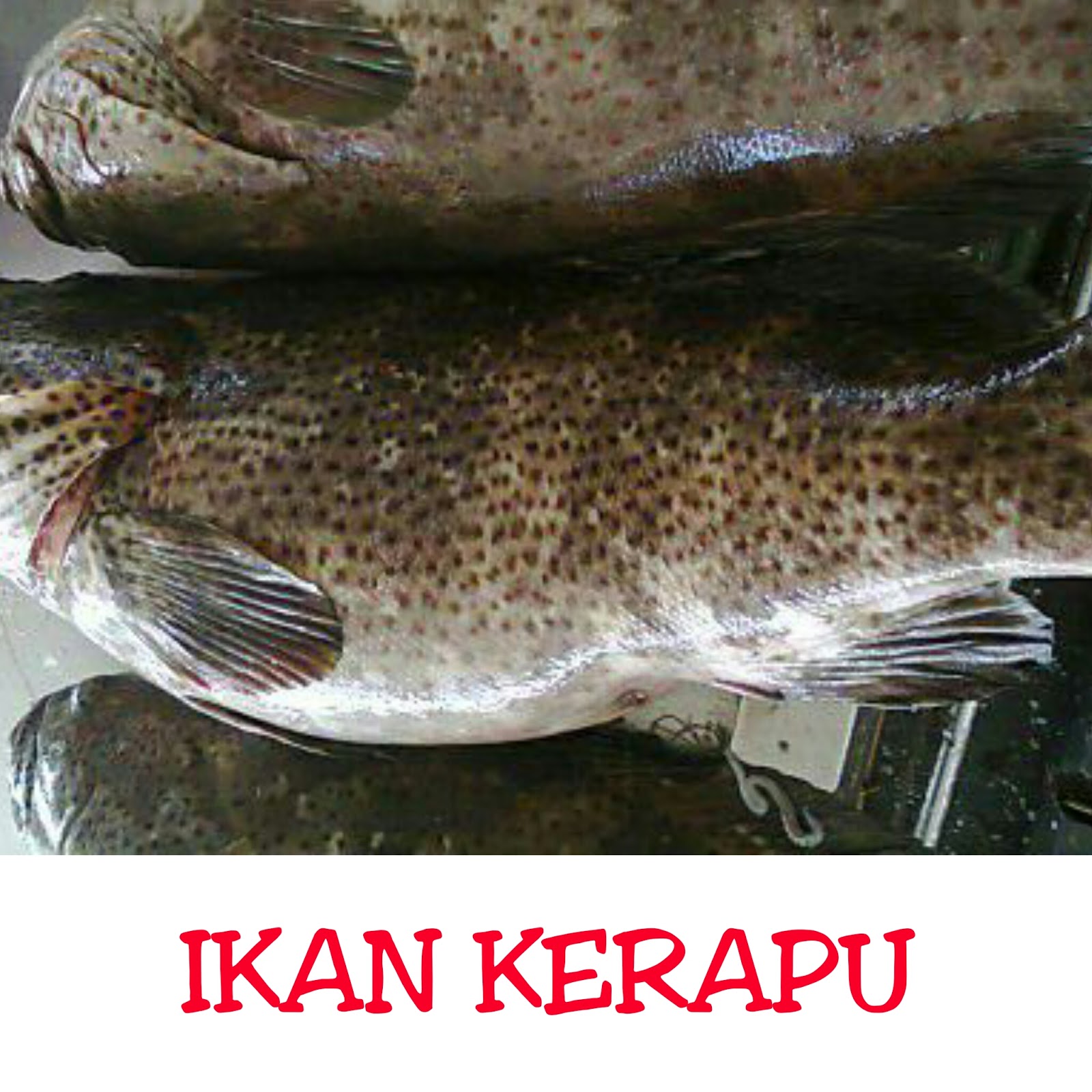 Pembekal Seafood Fresh ( Ikan, Udang, Ketam ) dari Sandakan, Sabah