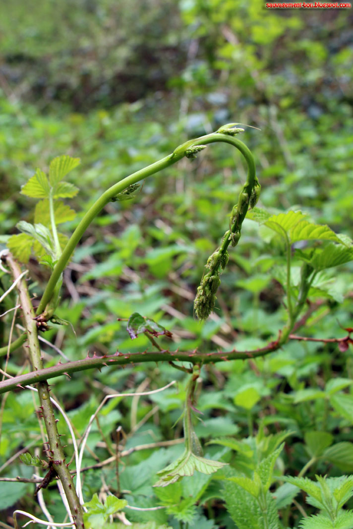 Sauvagement-Bon: Sauté de liane en liane