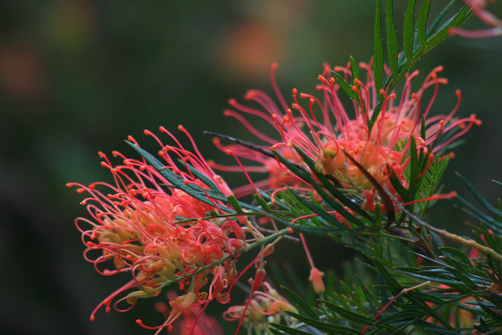 Geoff Thompsons Blog: More of Canberra Botanic Gardens
