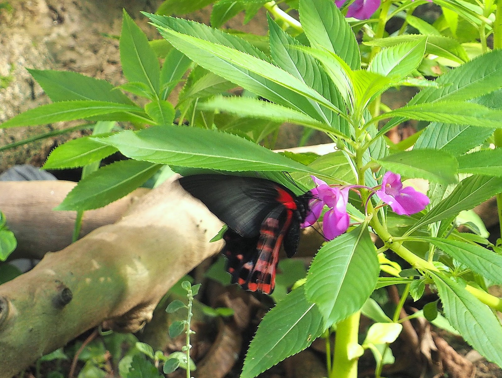 Pure Oxygen Generators: Flowers and Butterflies