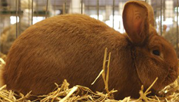 Konijnenhouden.nl - Konijnenrassen | Opvoeding | Verzorging: Konijnenrassen