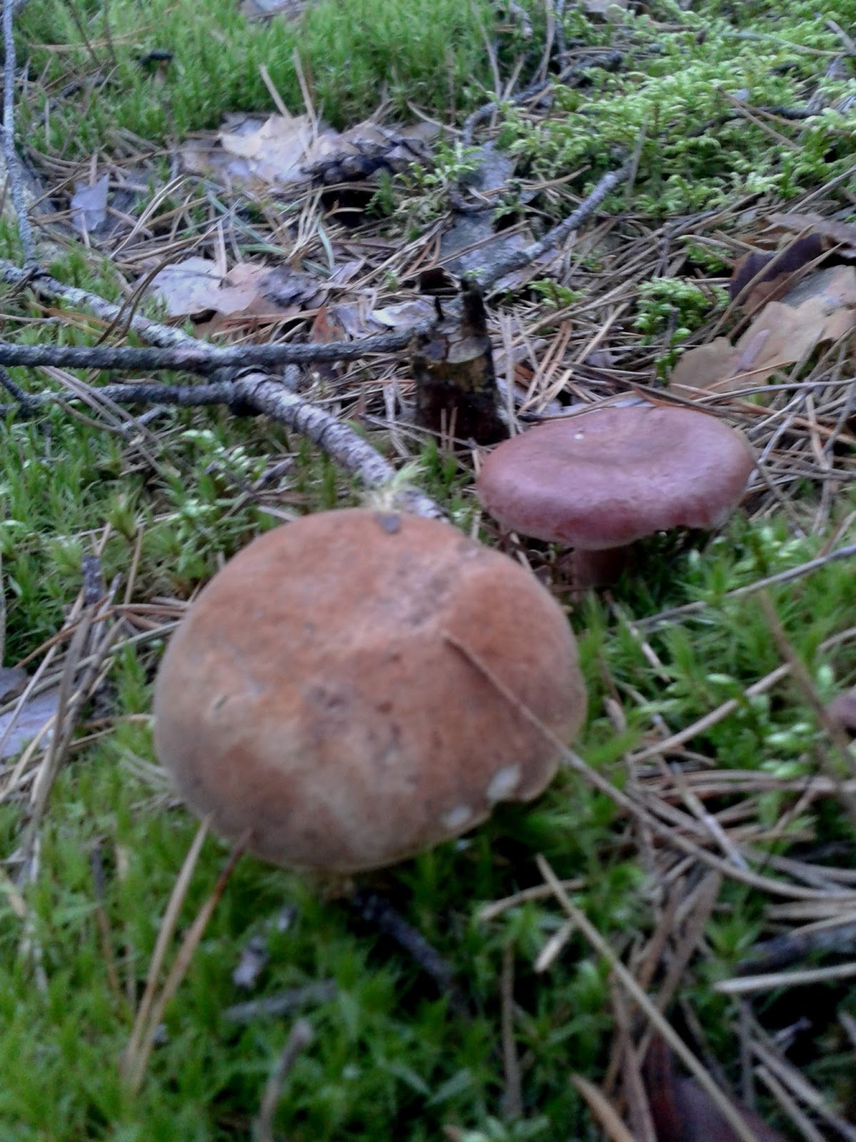 Gintarinėj virtuvėlėj: Grybų karas