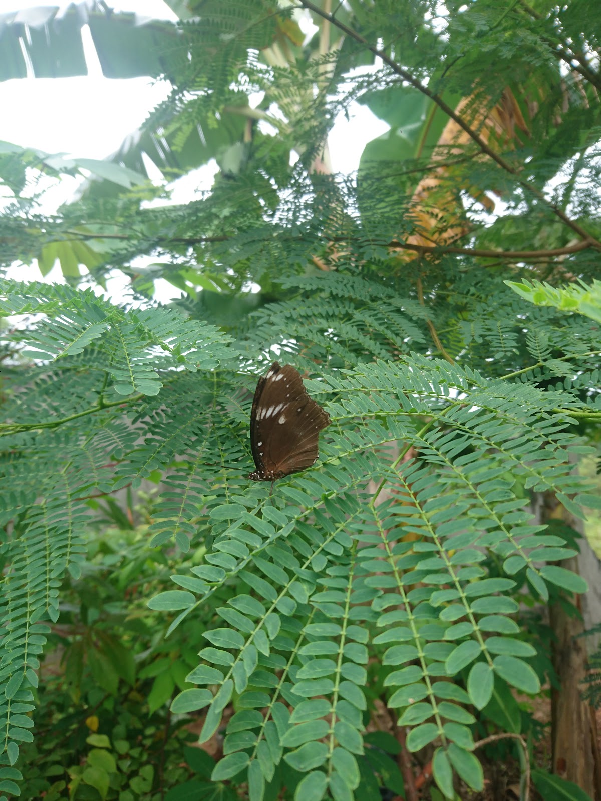 butterfly perch up leaf tree