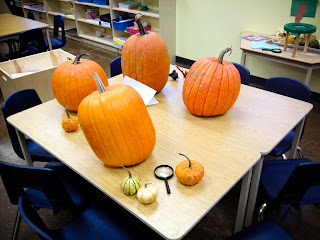 Play To Learn In Kindergarten: Pumpkin Inquiry PART 1