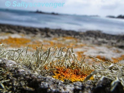 Rock Pooling: Common Lichens of the sea shore