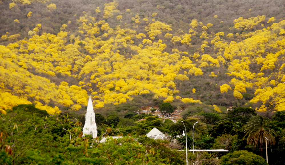 Megainfocentro Mérida: Día del Araguaney