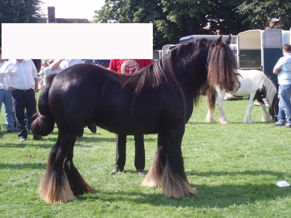 Gypsy Cob UK: Stallion Hall of Fame