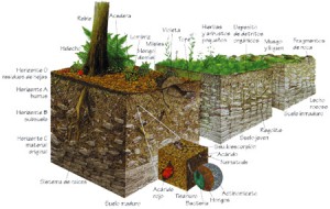 Geología: Meteorización de Rocas y Formación de suelos