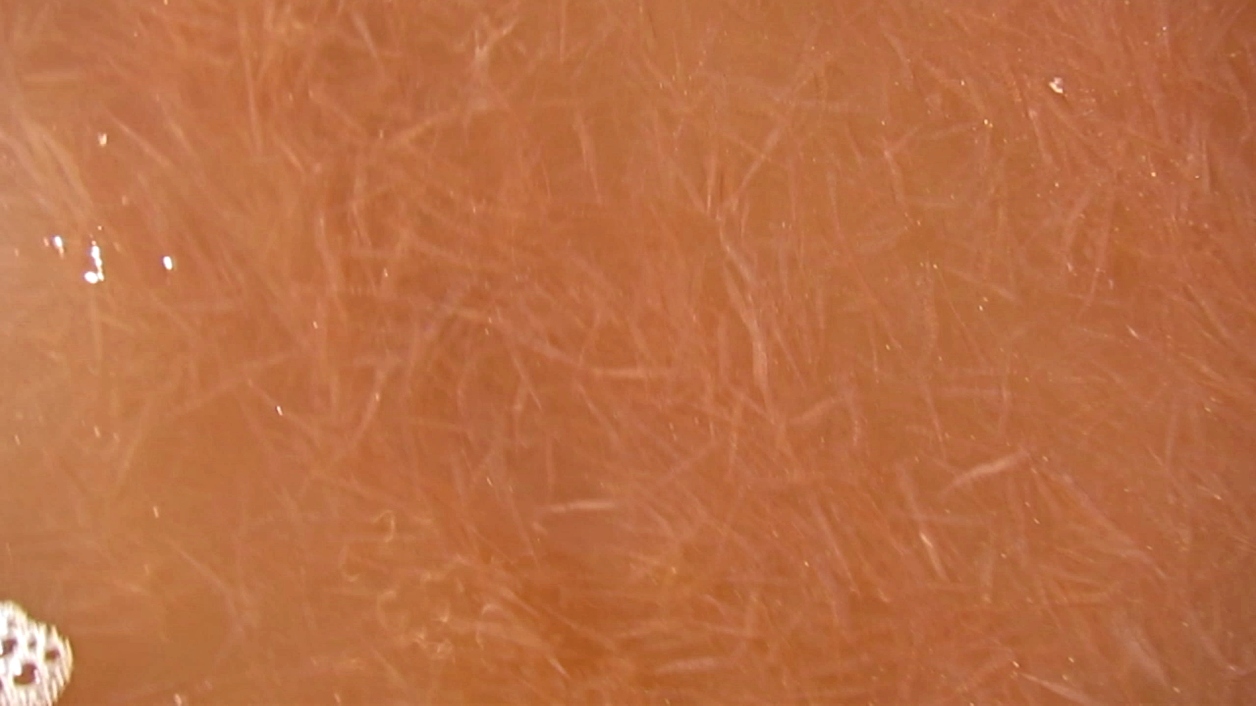 Queensland Coast: Swarming of Asian Paste Shrimps (Acetes sp.)