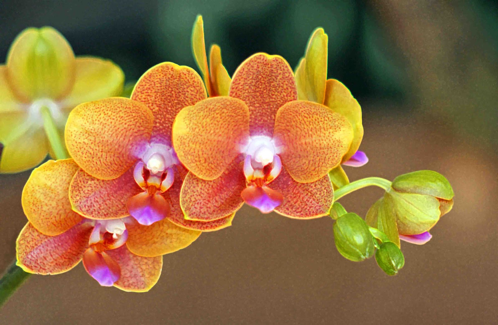 Flora of Indonesia - JungleKey.in Image