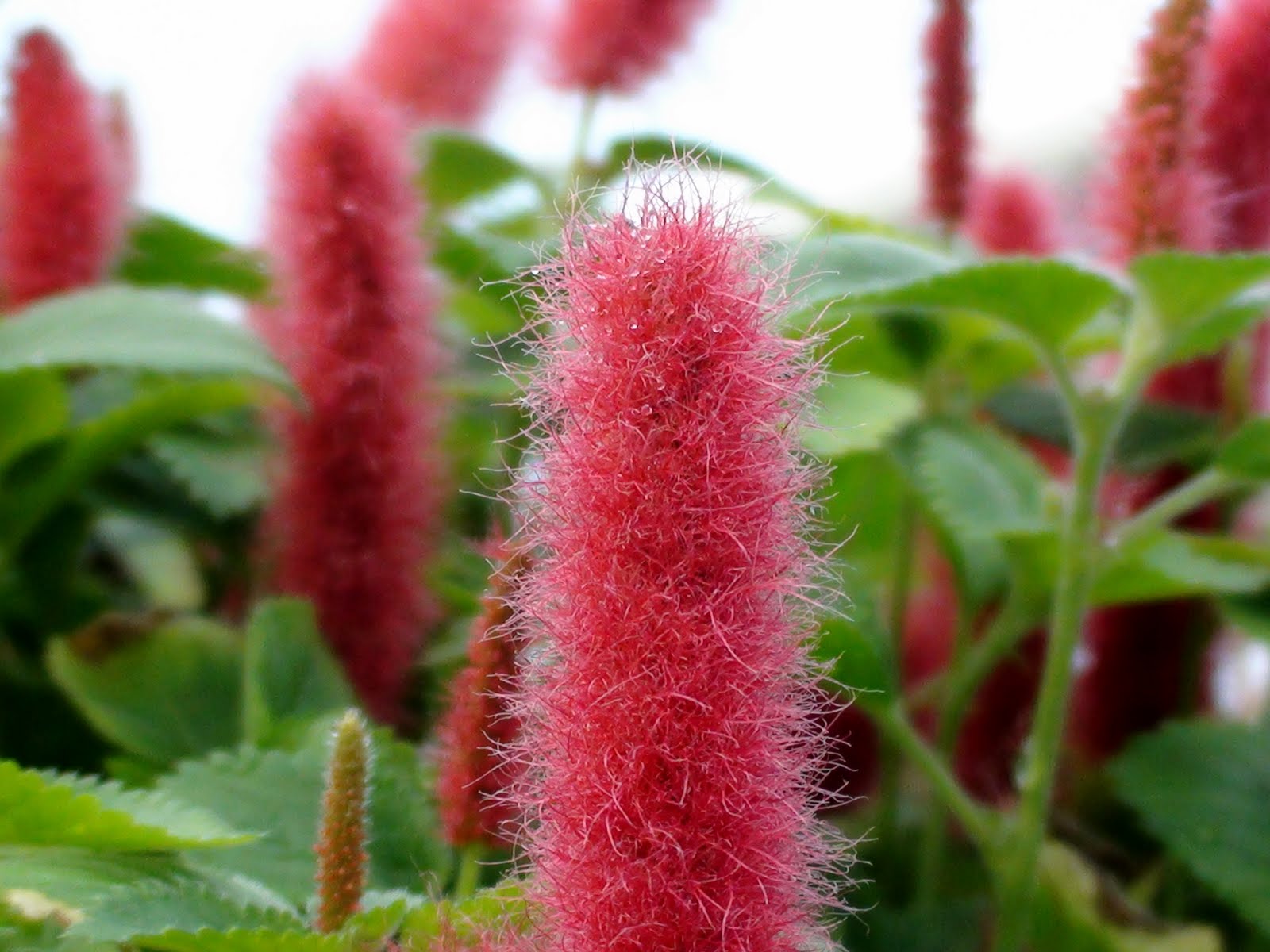 Grorite Greenhouses: Chenille Fire Tail