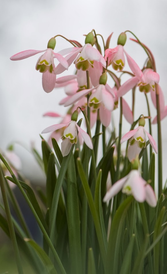 Stunning Views: Pink Snowdrops
