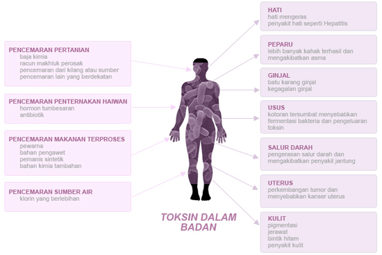 KEHIDUPAN YANG LEBIH SIHAT: BAHAYA TOKSIN DALAM BADAN
