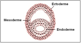 Blog de Biologia: Embriologia