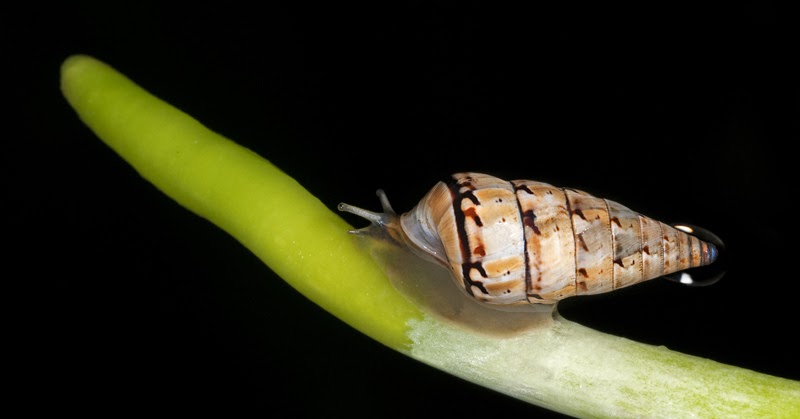 Real Monstrosities: Urocoptid