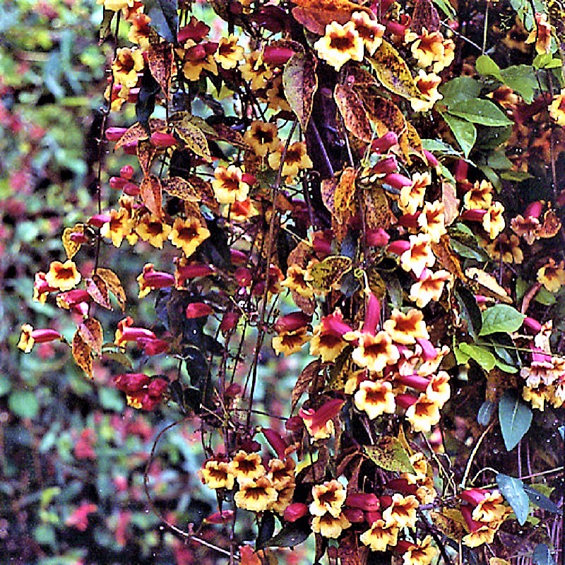 Colonial & Early American Gardens: Plants in Early American Gardens ...