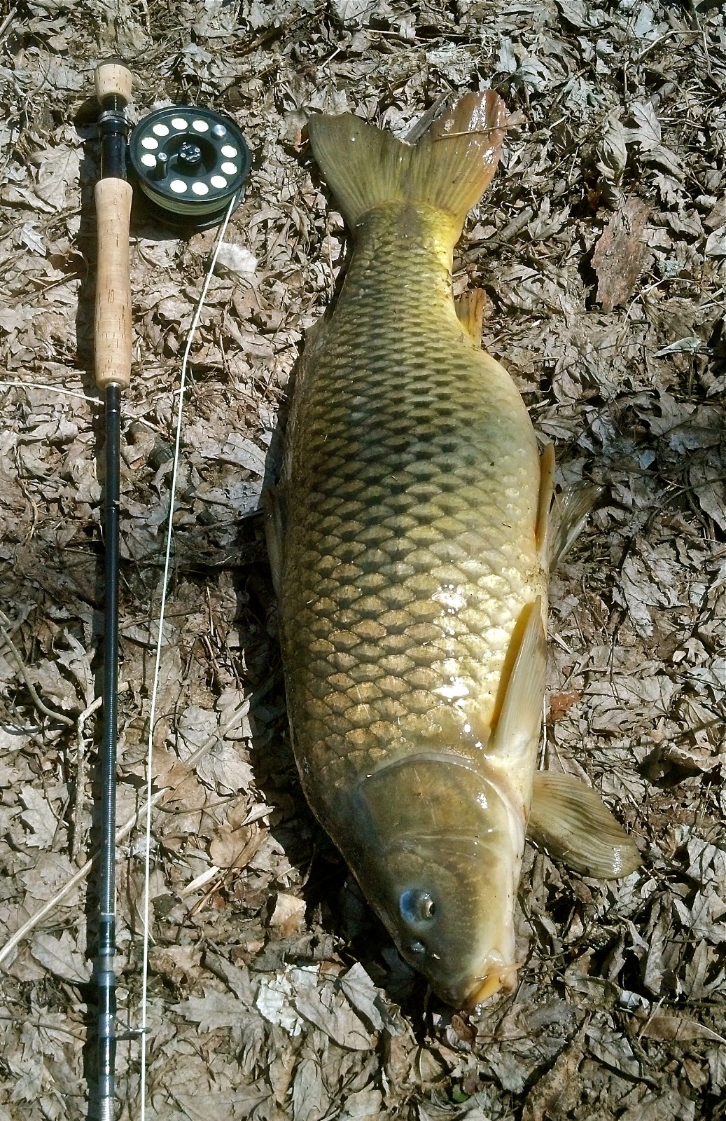 Prairie Wood Angler: Buffalo, Carp, and Antlers