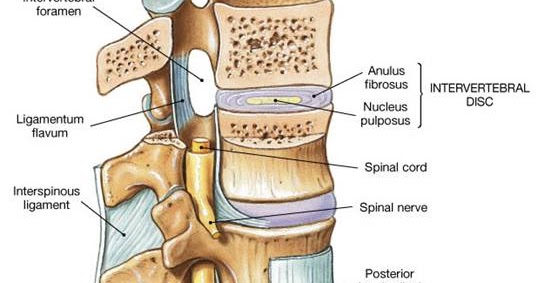 Biology: Intervertebral disc