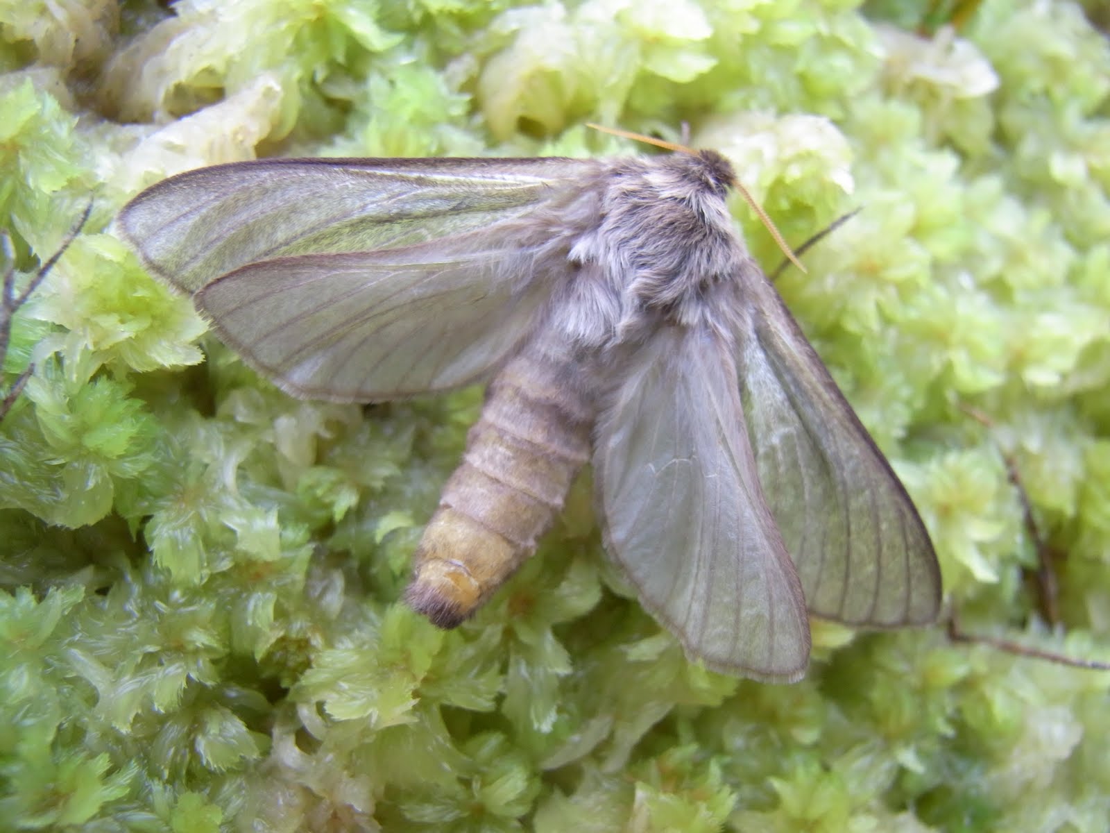 Hamish's wild world of insects: New Zealand ghost moths