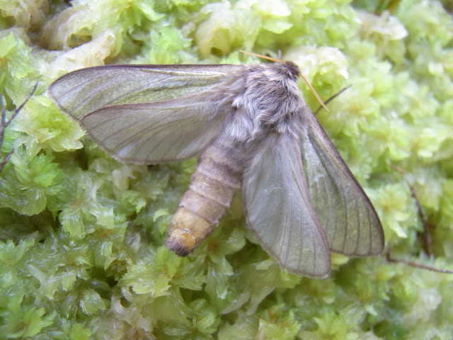 Hamish's wild world of insects: New Zealand ghost moths